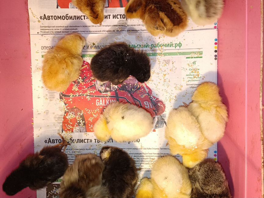 Циплята несушки