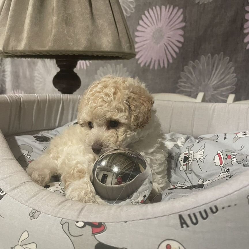 Щенки Той пуделя санкт-петербург