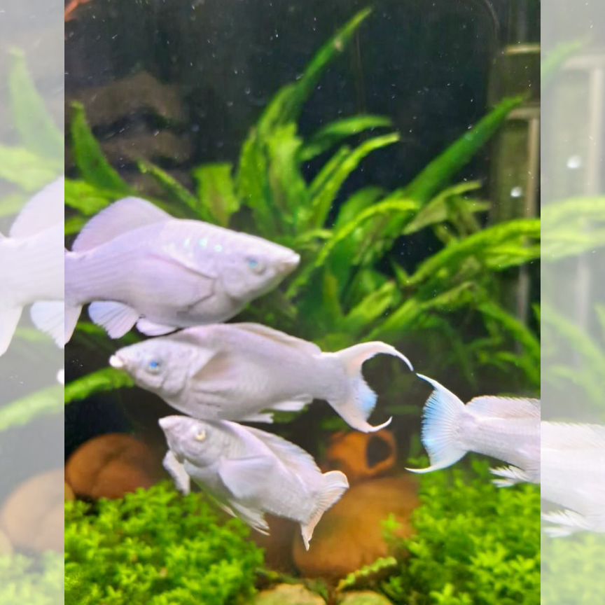 Велифера платина лирохвостая,снежинка,оранж