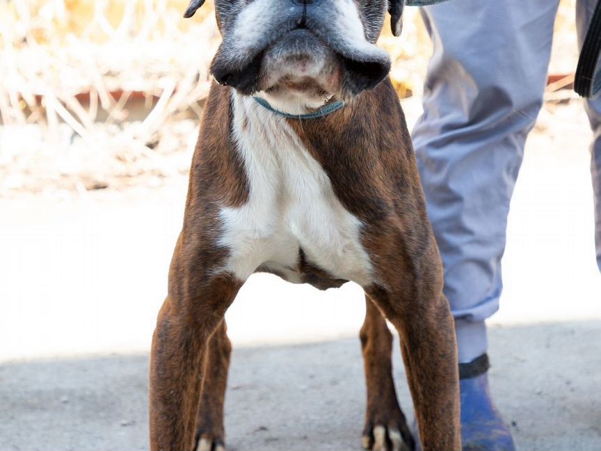 Боксёр Тиша