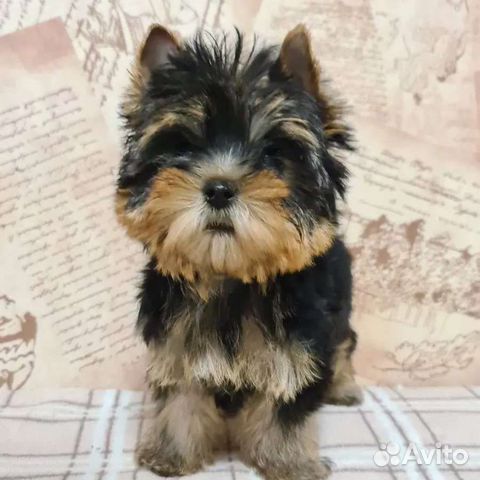 Вязка с кобелями, инструктор