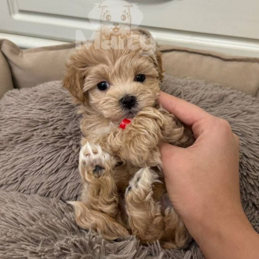 Мальтипу f1 mini девочка baby face