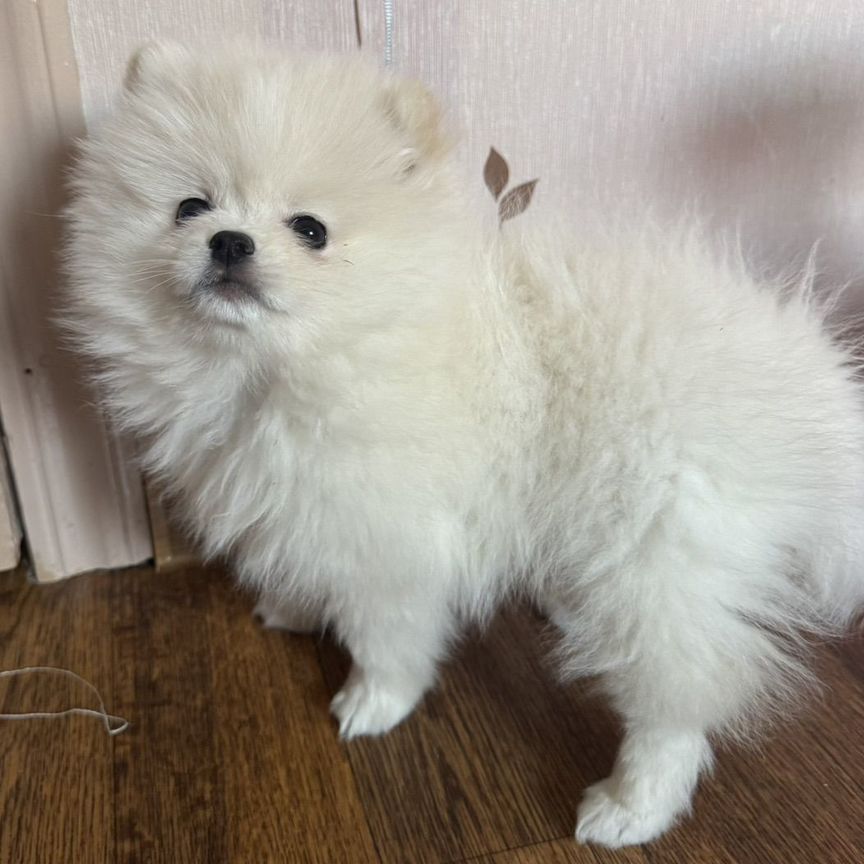 Померанский шпиц, щенок