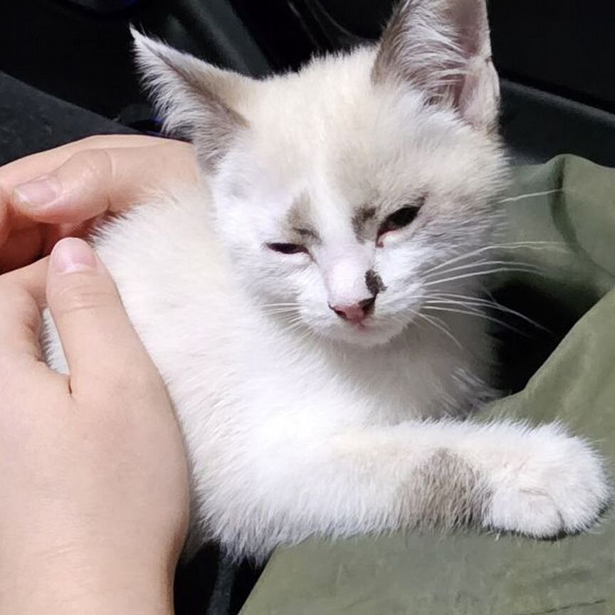 Котёнок в добрые руки