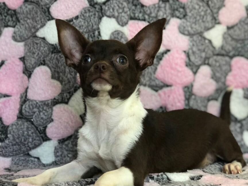 Шоколадная чихуашечка