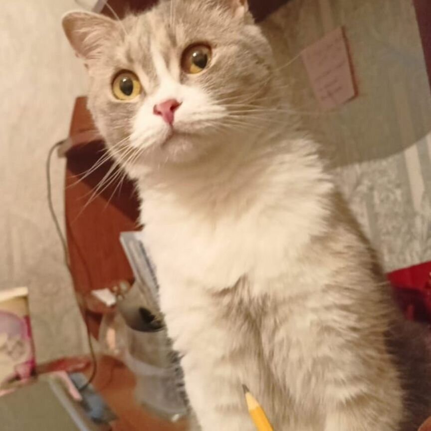 Кошечка ищет семью