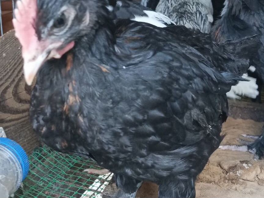 Молодые петушки