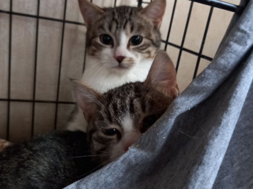 Котята в добрые руки