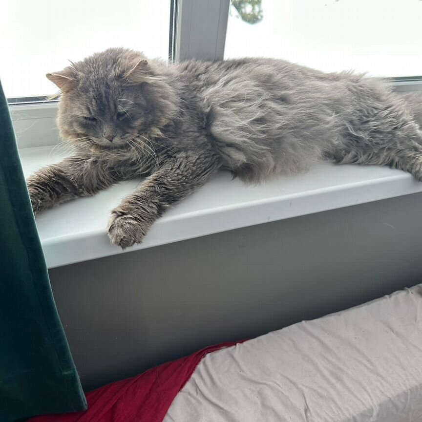 Кот в добрые руки