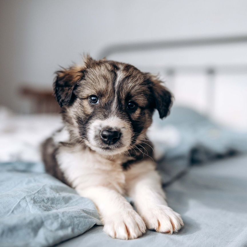 Собачка Алмаз в добрые руки