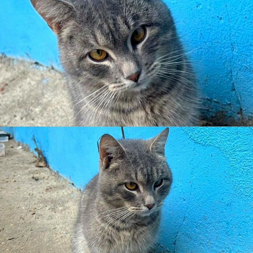 Кота выбросили