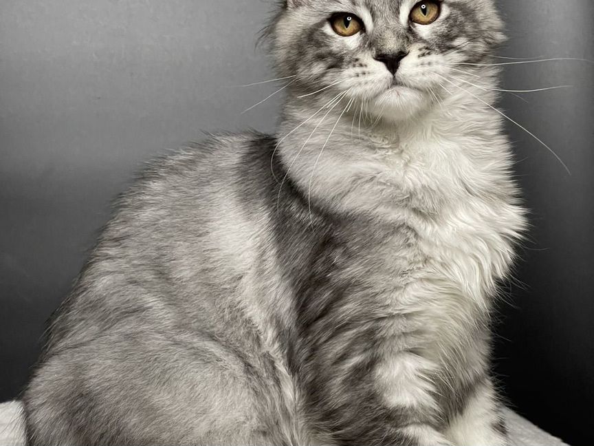 Котенок мейнкун, мрамор на серебре