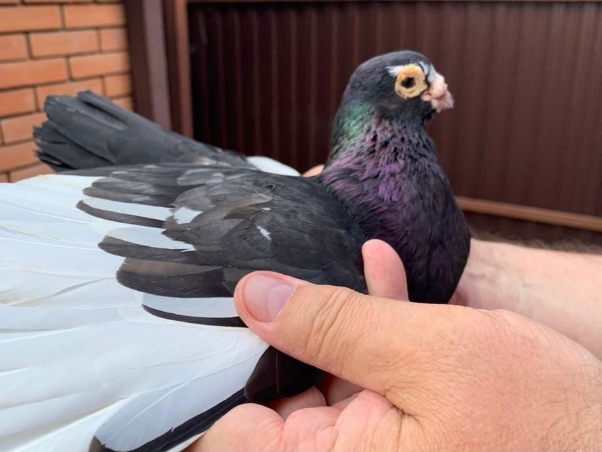 Николаевские голуби и курские голуби