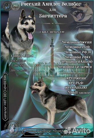 Щенки восточноевропейской овчарки