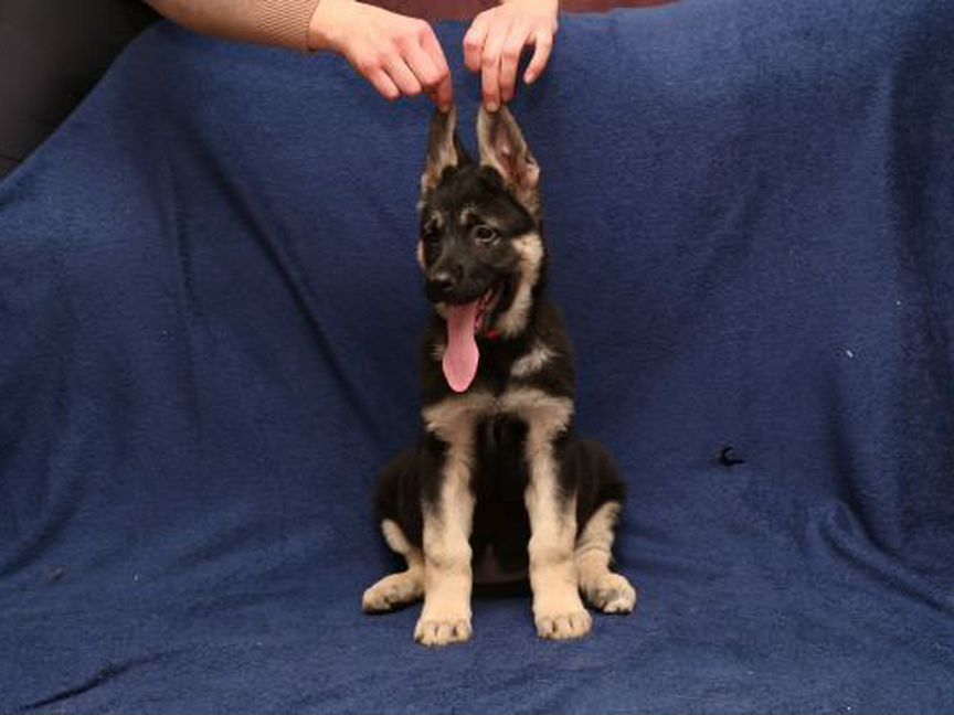 Восточноевропейская овчарка