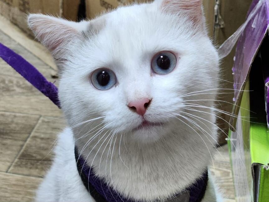 Волшебный котик ждет вас