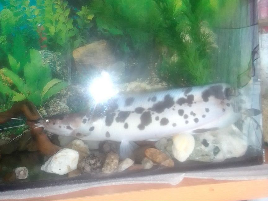 Аквариумные рыбки