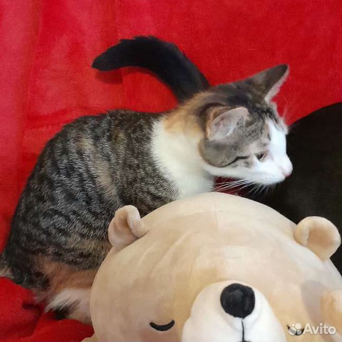 Котёнок богатка