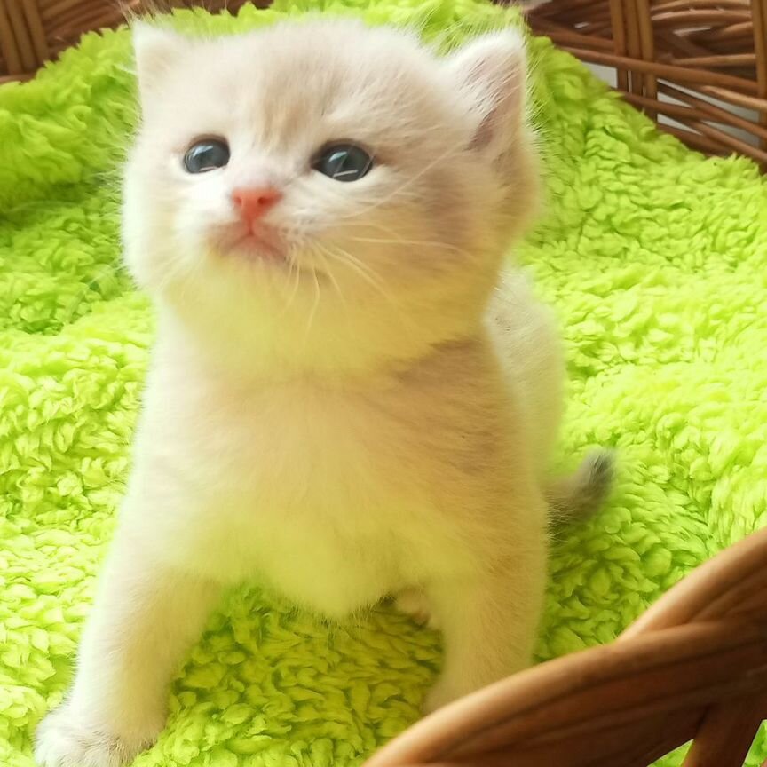 Котенок Шиншилла лиловое золото су12