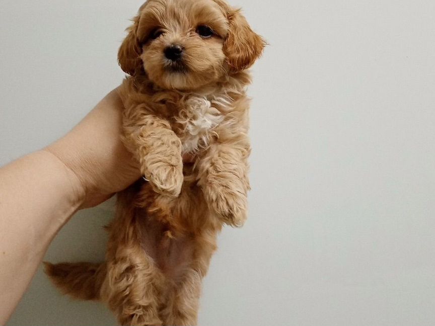 Щенки мальтипу f1