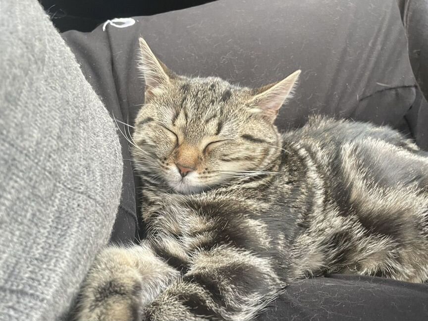Бенгальская кошка