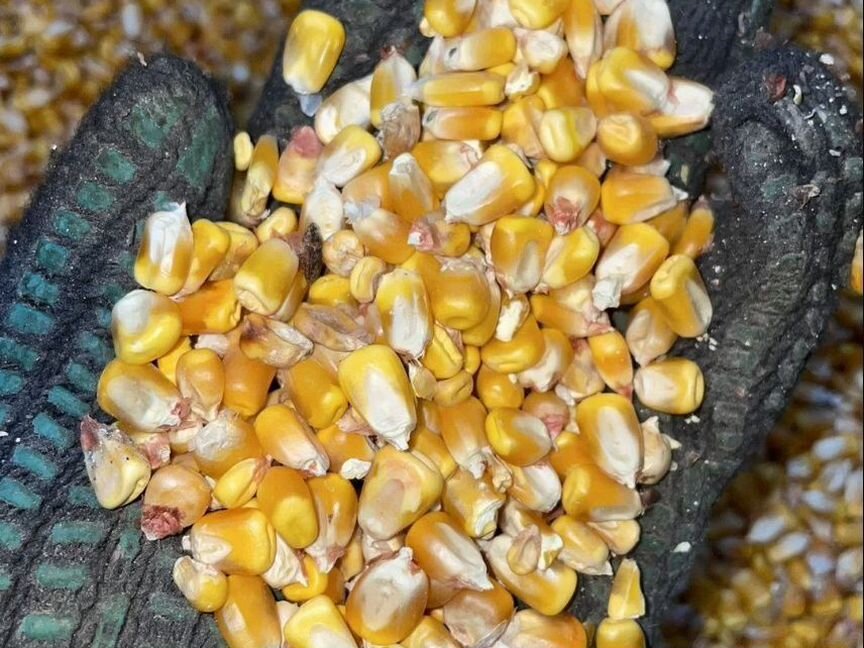 Семечко, Фуражный горох корма