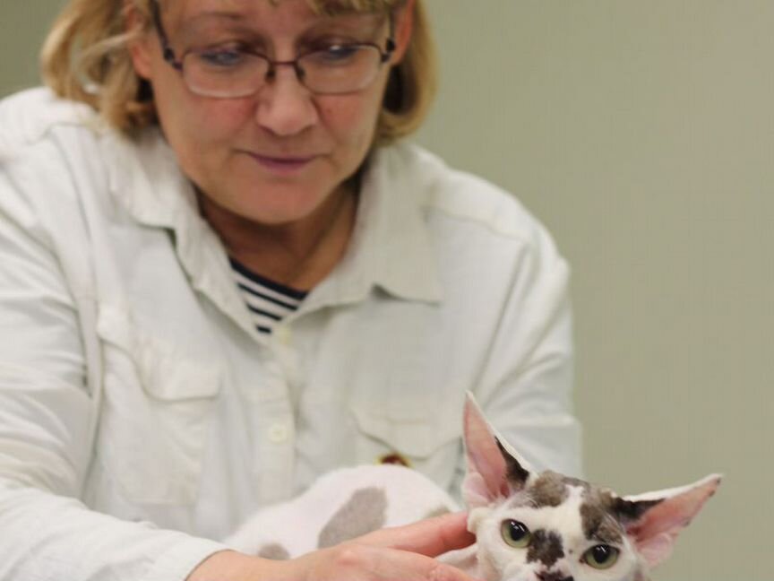 Девон рекс мальчик. В разведение