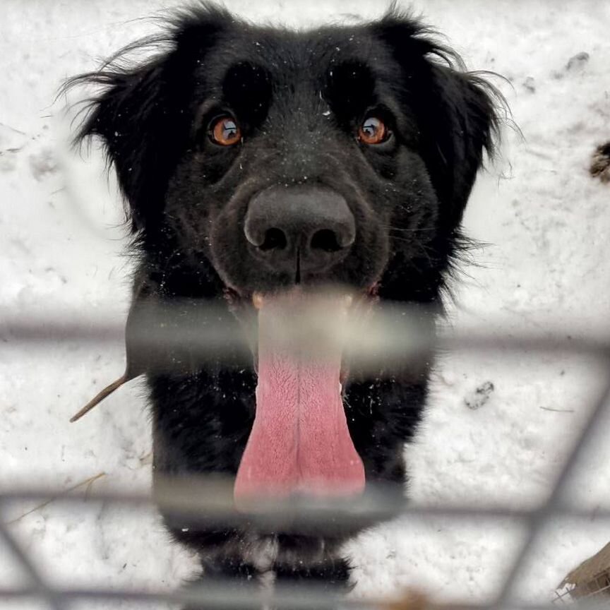 Взрослый пёс в добрые руки