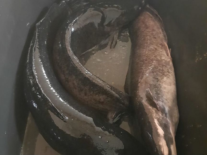 Живая рыба сом