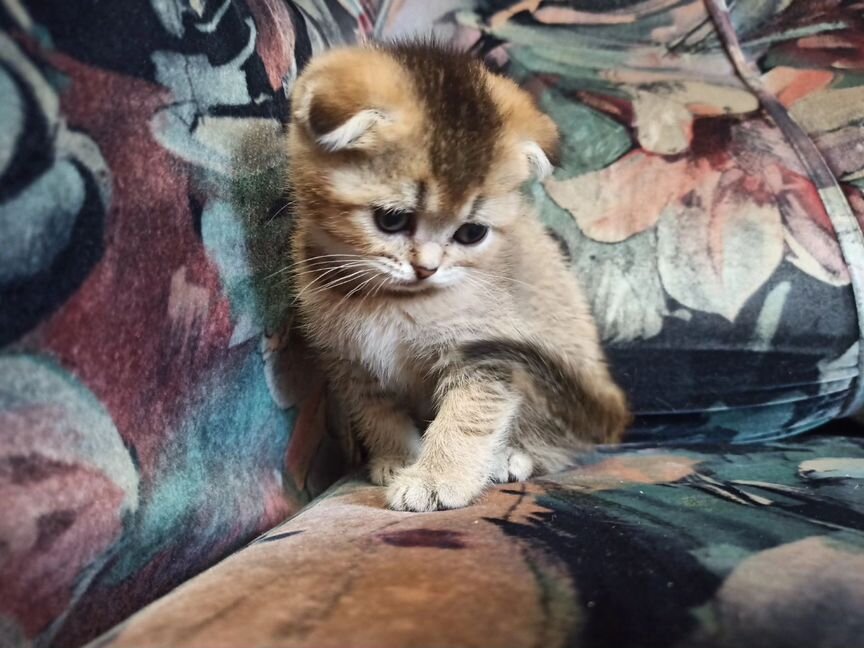 Шотландская вислоухая