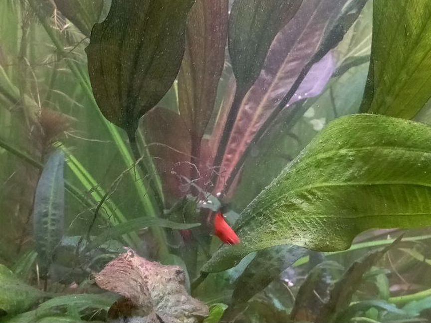 Эхинодорус