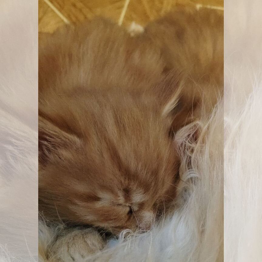 Мейн-кун котёнок