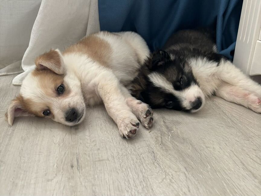 Щенки в добрые руки