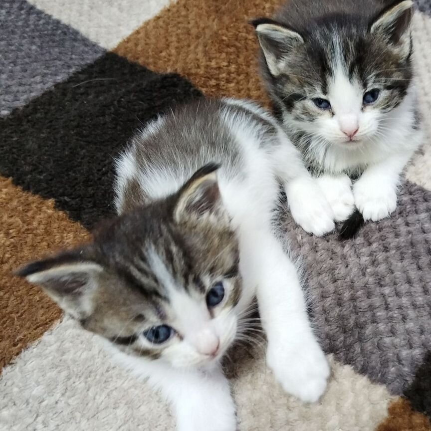 Котята мейн-кун