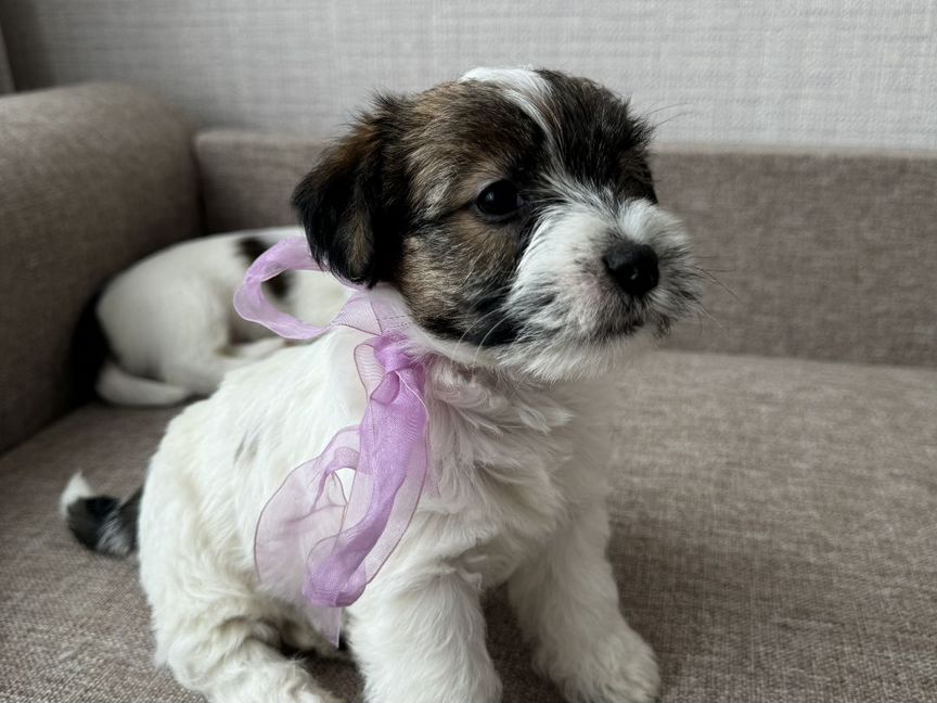 Щенки джек рассел терьер жесткошерстный