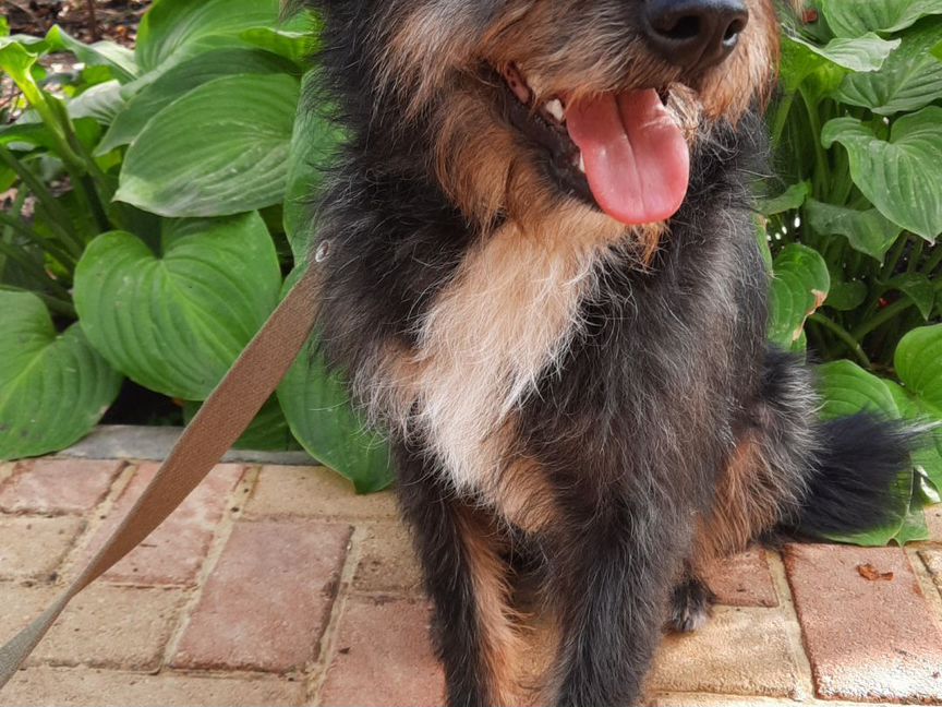 Собака в добрые руки