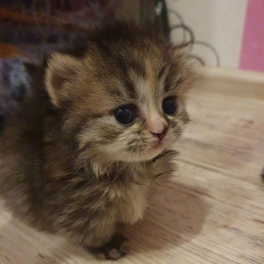 Манчкин котёнок