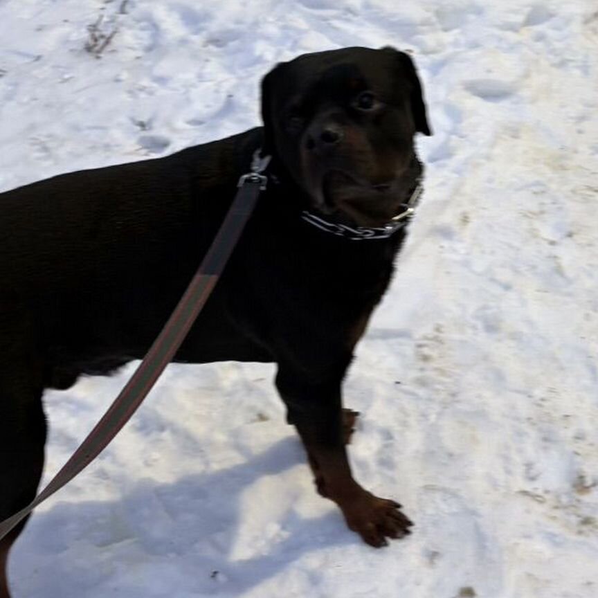 Ротвейлер, взрослый пёс