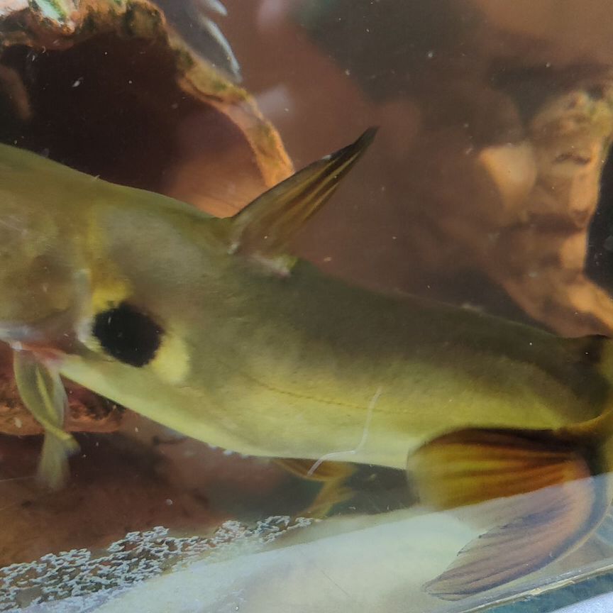 Павлиний глаз