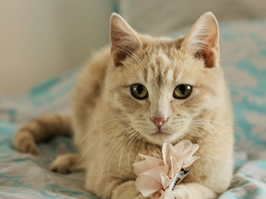 Молодой котик