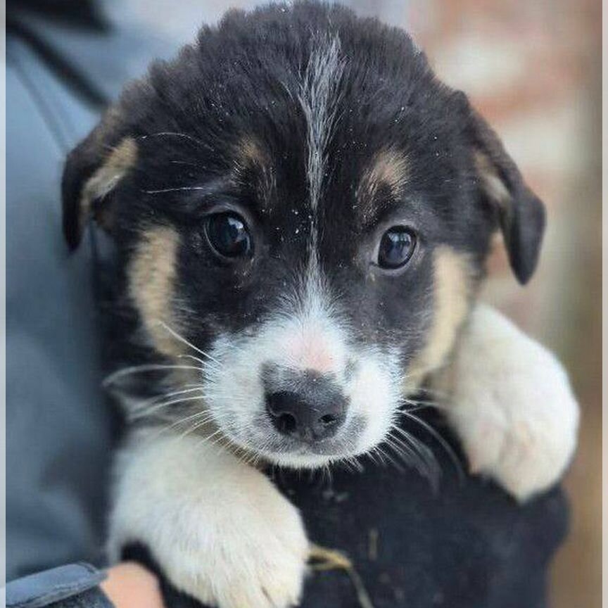 Щенок в добрые руки