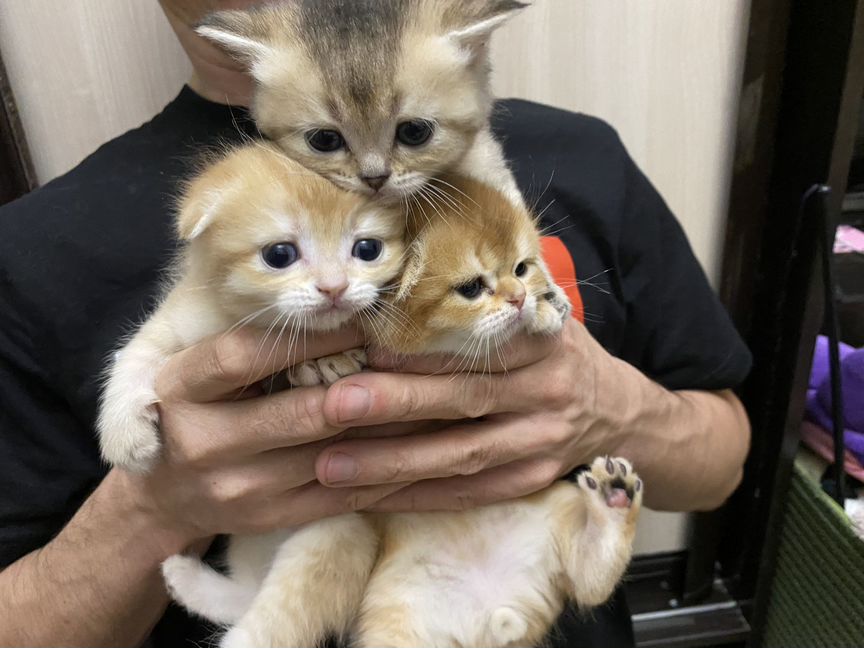 Шотландские вислоухие котята