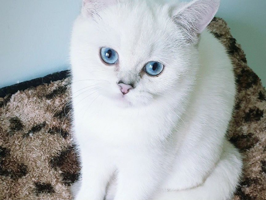 Британская шиншилла