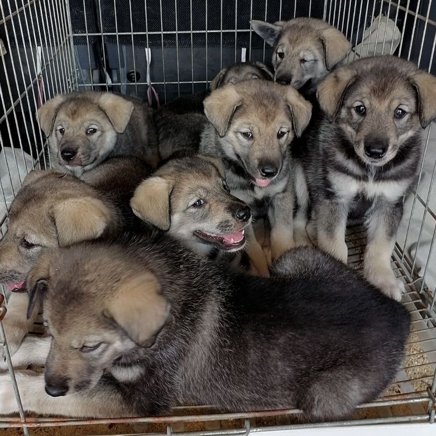 Шведская лосиная лайка