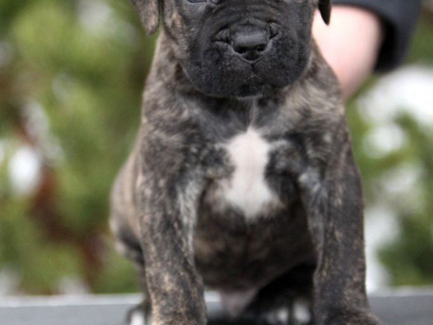 Кане корсо яркий тигр