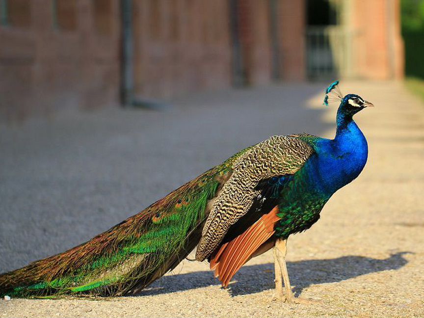 Индийский павлин