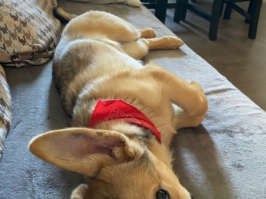 Собака в добрые руки