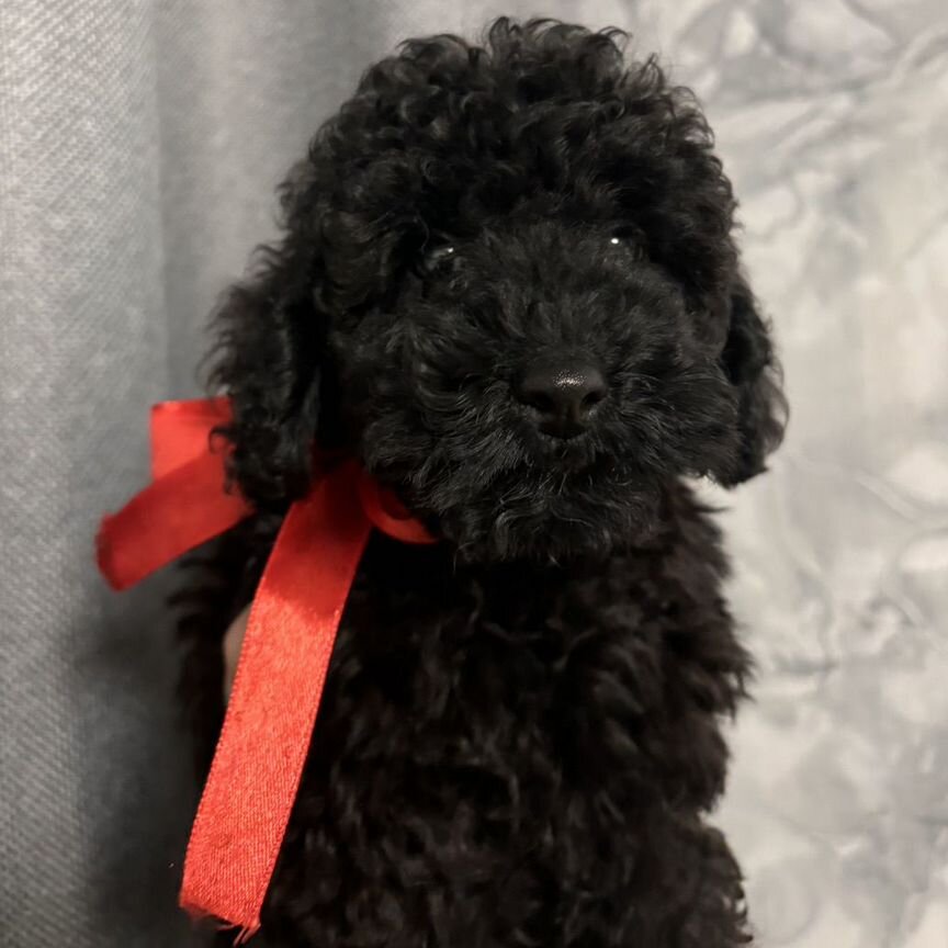 Той-пудель, щенок