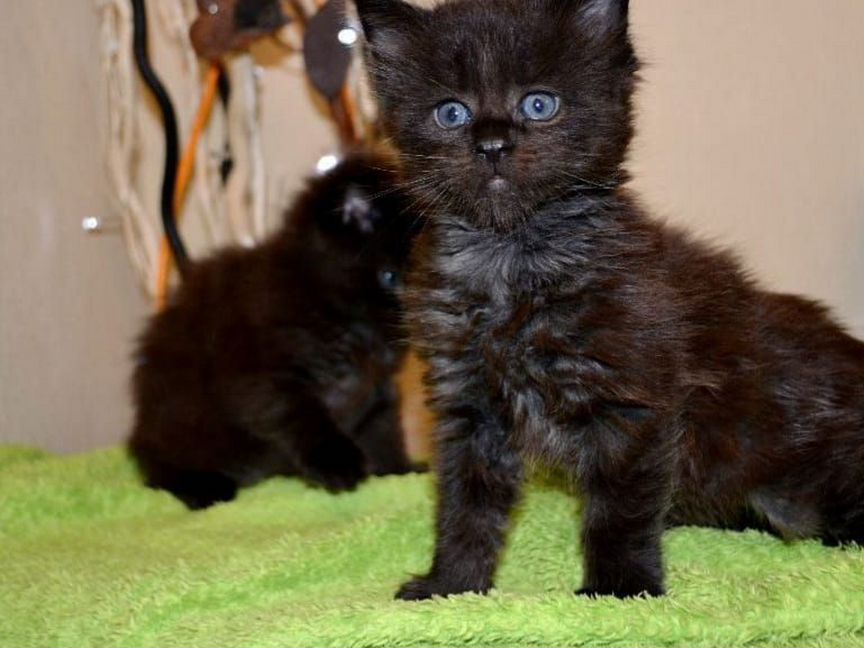 Котята мейн-кун