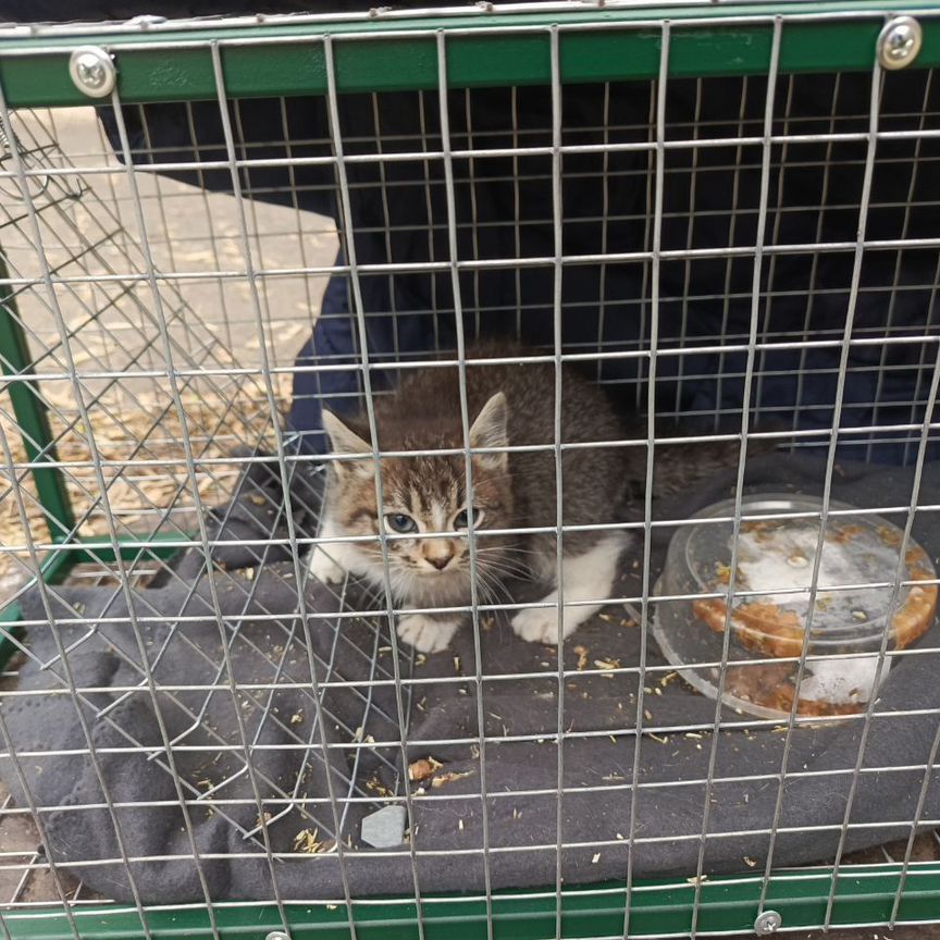 Рыжий котенок в добрые руки бесплатно